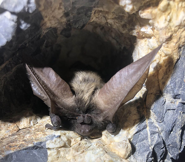 Oregon bat wins BLM beauty contest - Lebanon Local
